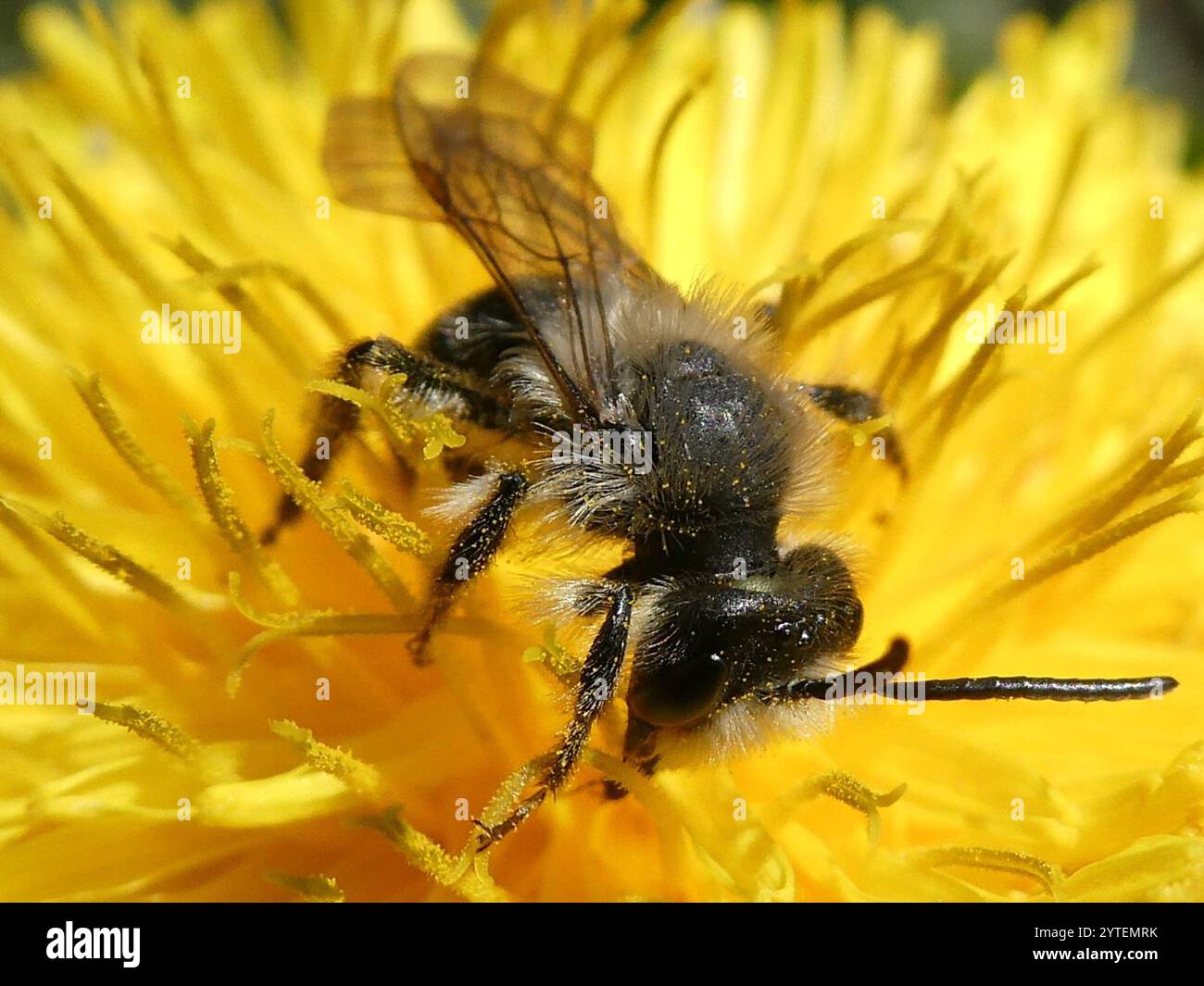 Mining Bees (Andrena Stock Photo - Alamy