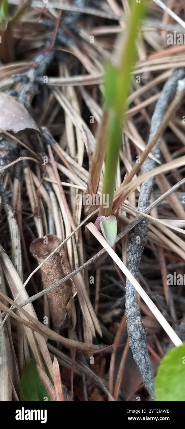 bison grass (Anthoxanthum nitens Stock Photo - Alamy