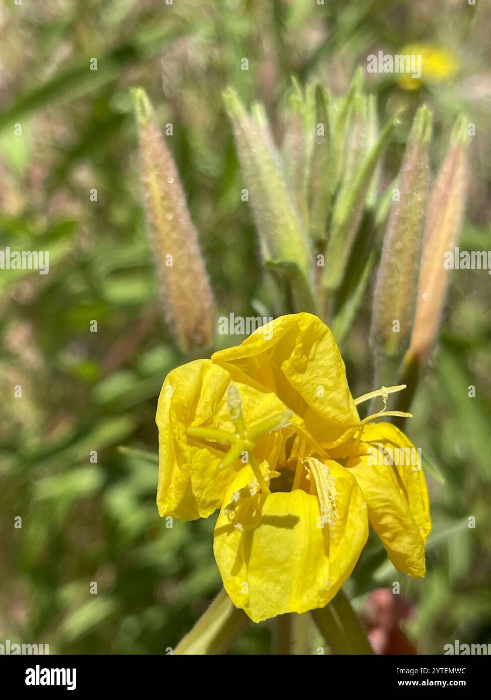 tall evening primrose (Oenothera elata Stock Photo - Alamy