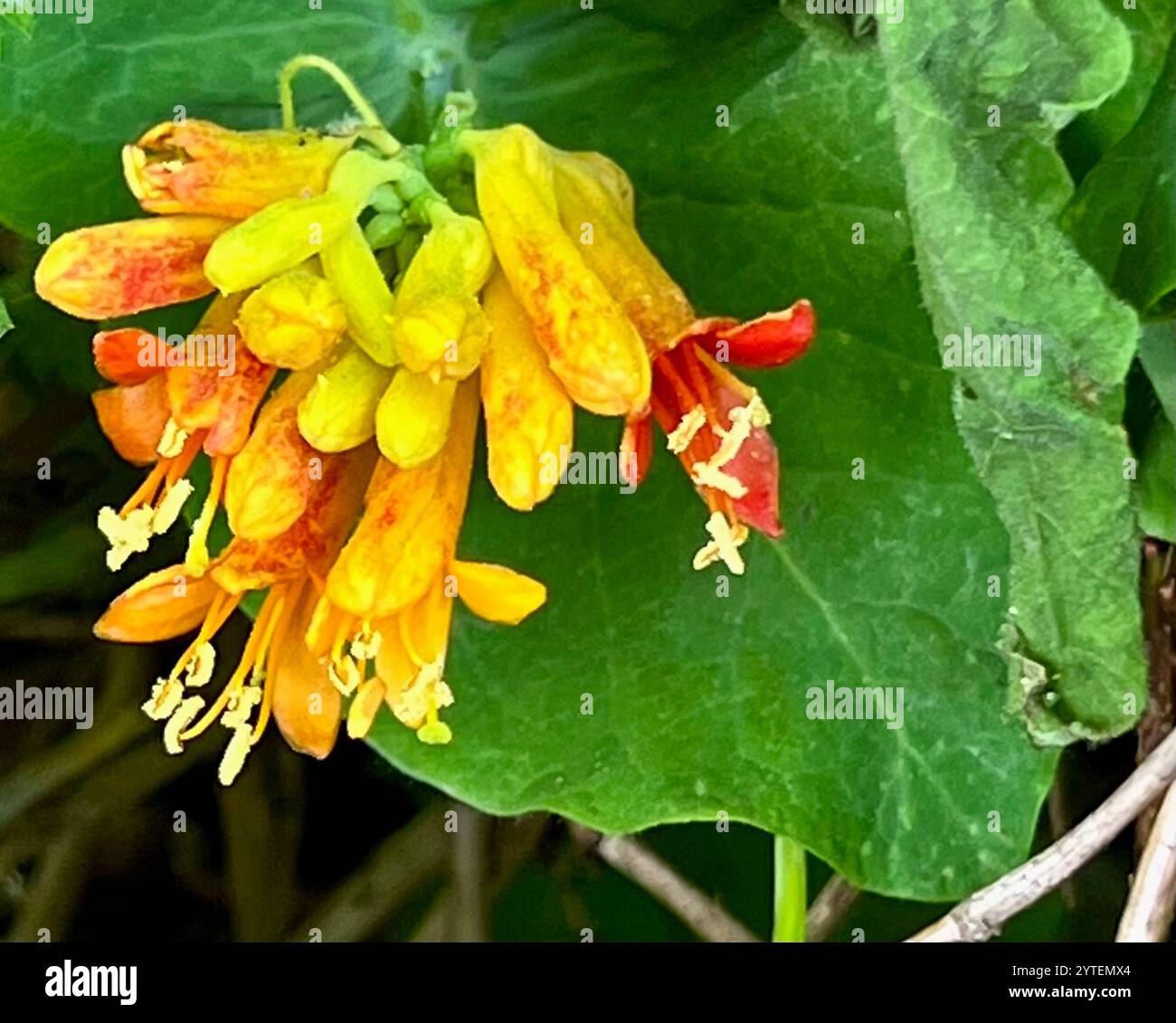 orange honeysuckle (Lonicera ciliosa Stock Photo - Alamy