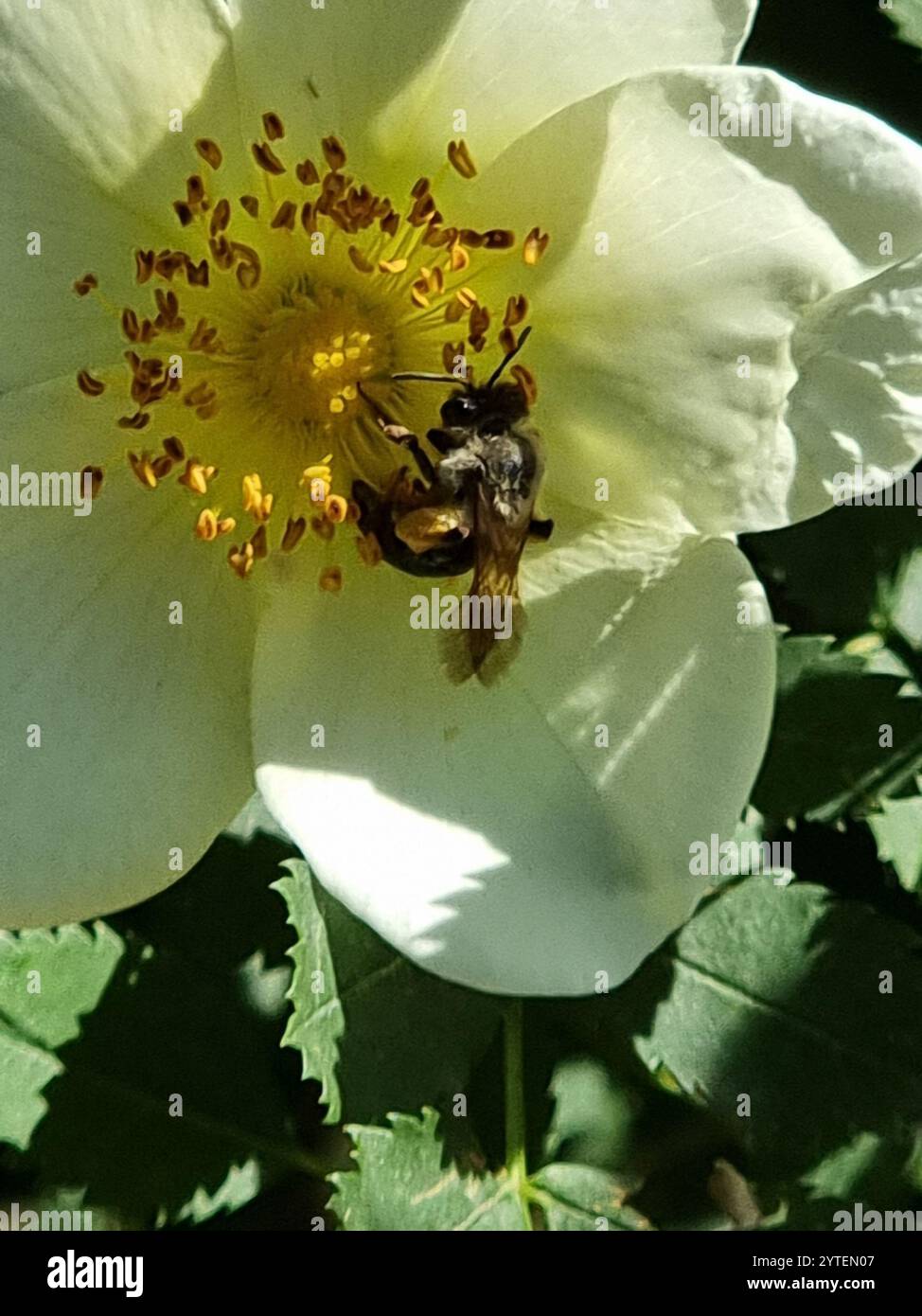 Mining Bees (Andrena Stock Photo - Alamy