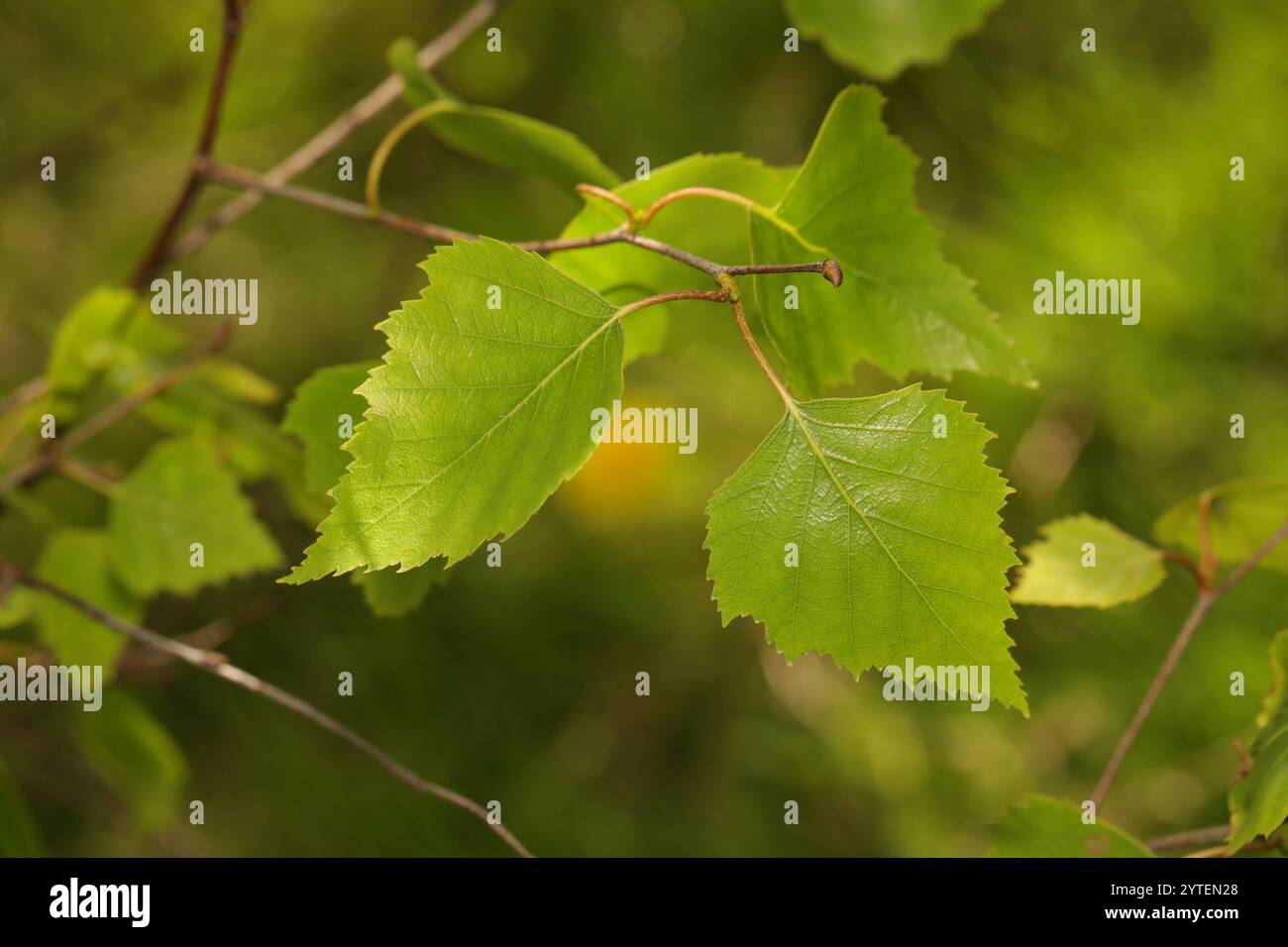 silver birch (Betula pendula Stock Photo - Alamy