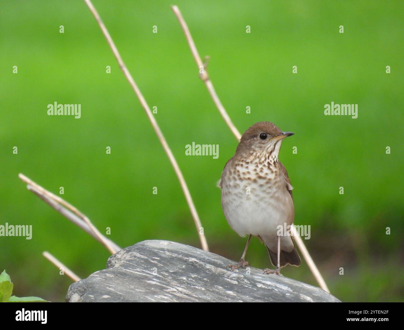 Gray cheeked thrush catharus minimus hi-res stock photography and images - Alamy