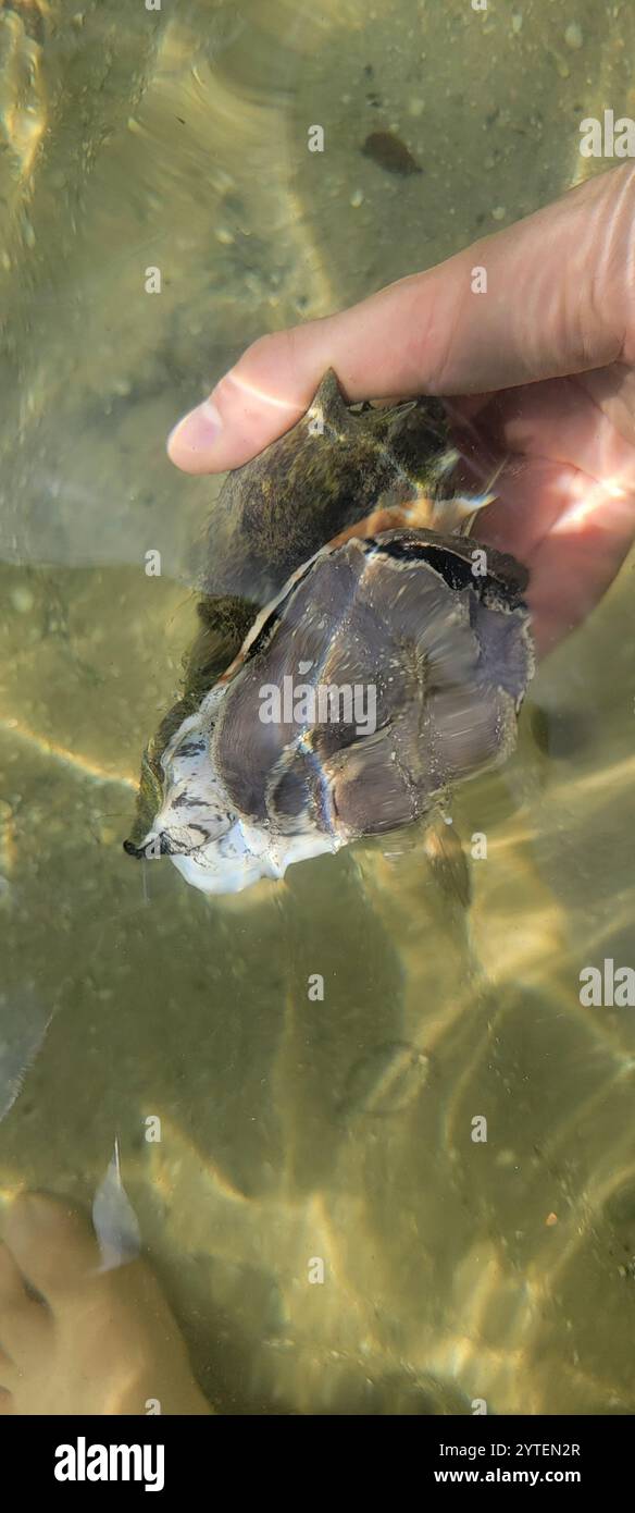American Crown Conch (Melongena corona Stock Photo - Alamy