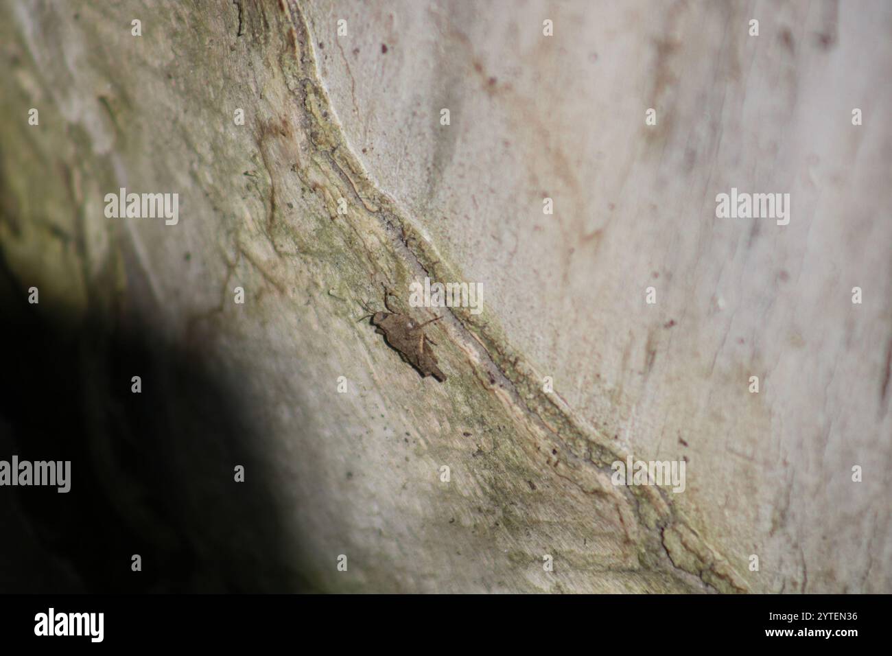 Obscure Grouse Locust (Tetrix arenosa Stock Photo - Alamy