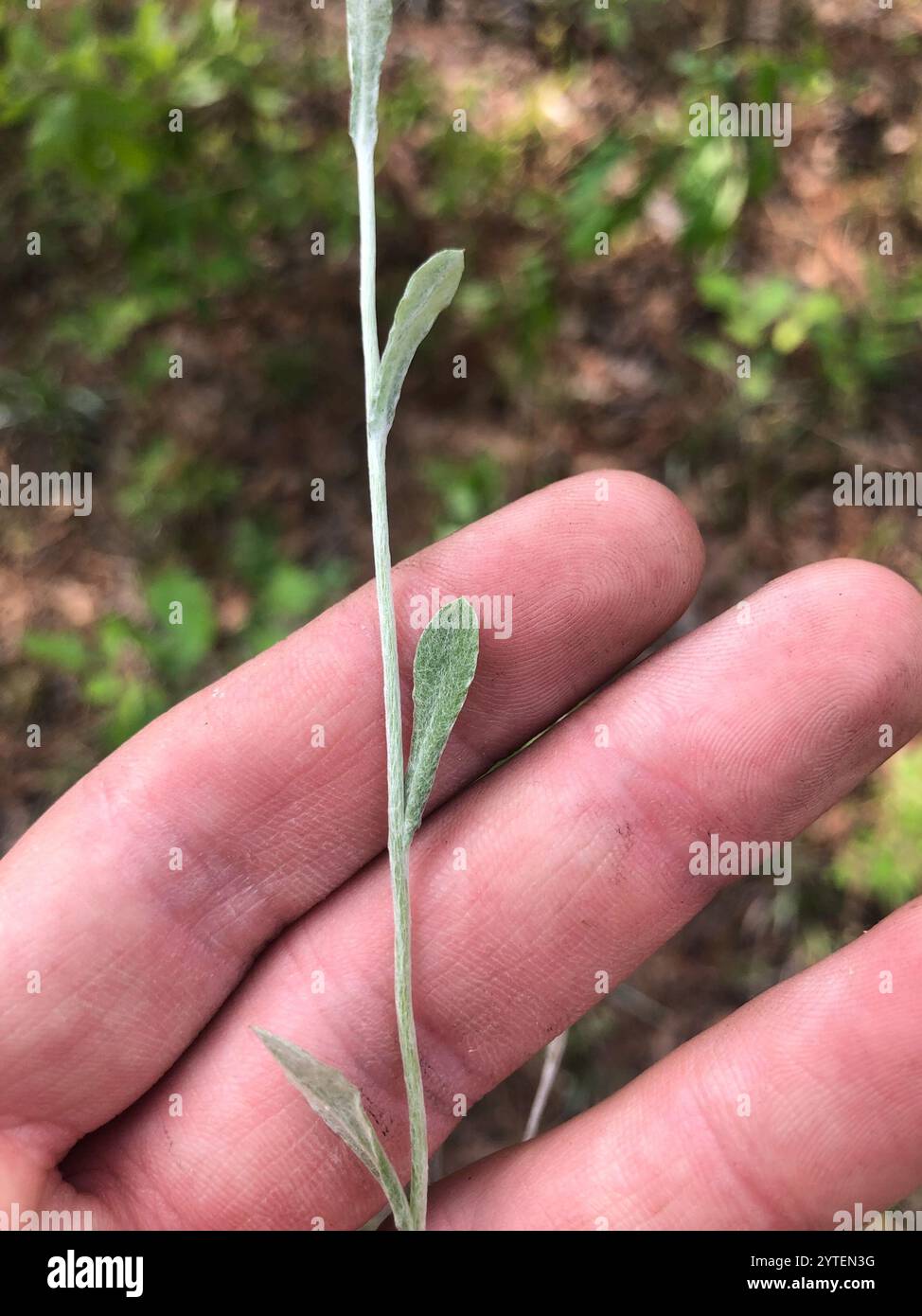 Caribbean purple everlasting (Gamochaeta antillana Stock Photo - Alamy