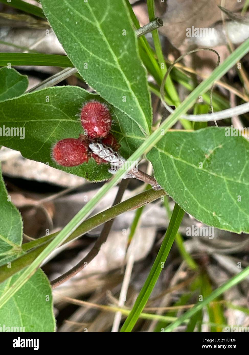 fragrant sumac (Rhus aromatica Stock Photo - Alamy