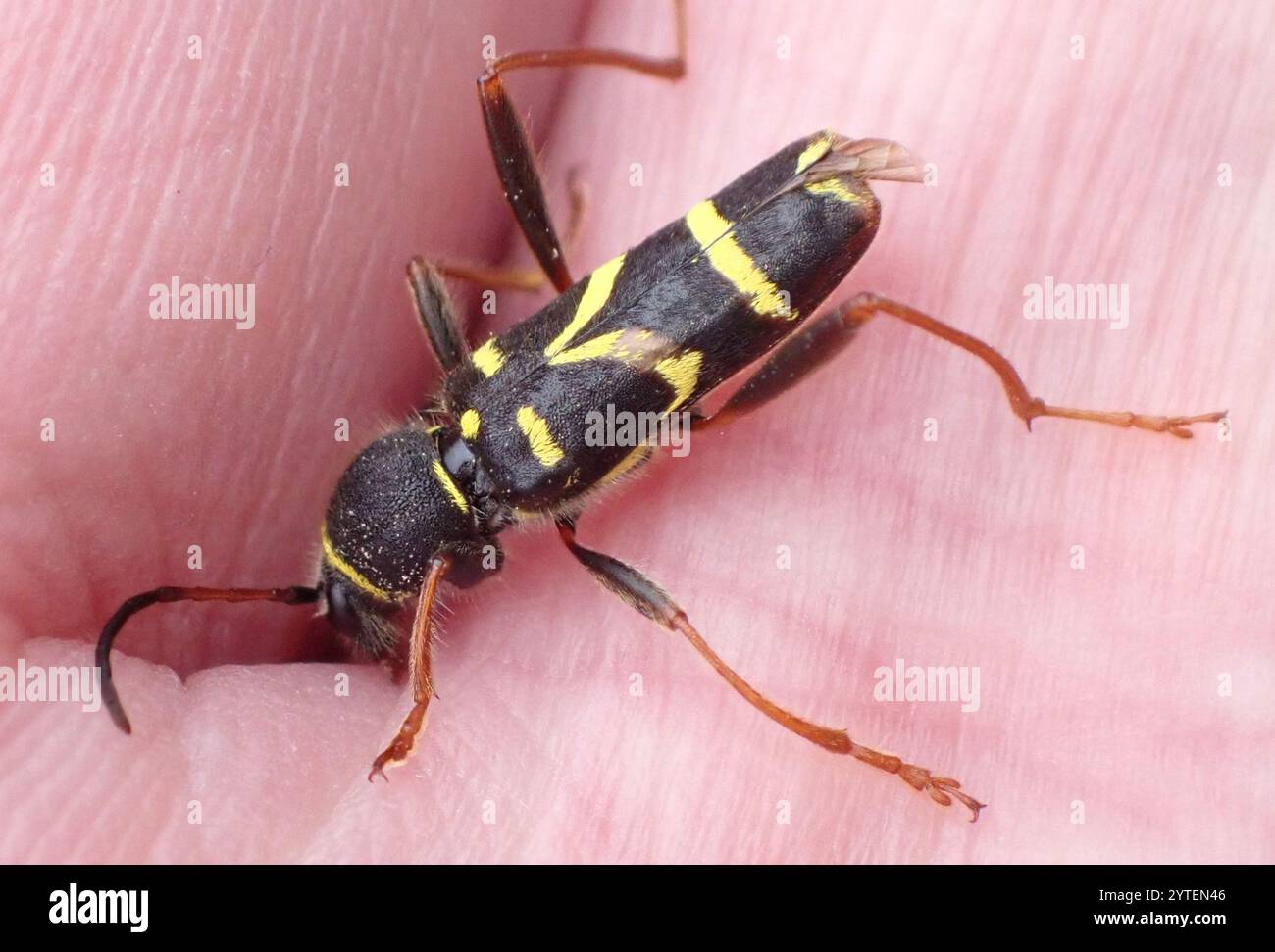 Wasp Beetle (Clytus arietis Stock Photo - Alamy