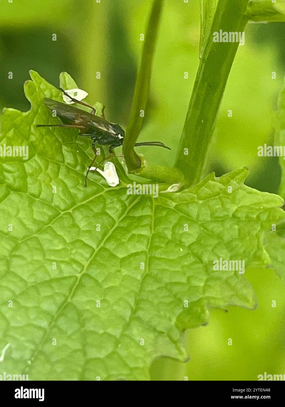 Ants, Bees, Wasps, and Sawflies (Hymenoptera Stock Photo - Alamy