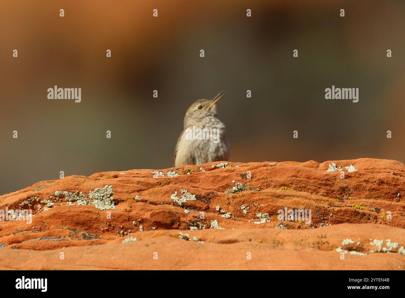 Rock Wren (Salpinctes obsoletus Stock Photo - Alamy