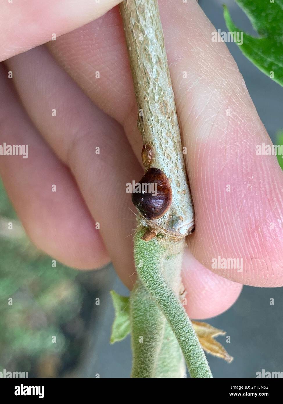 Parthenolecanium hi-res stock photography and images - Alamy