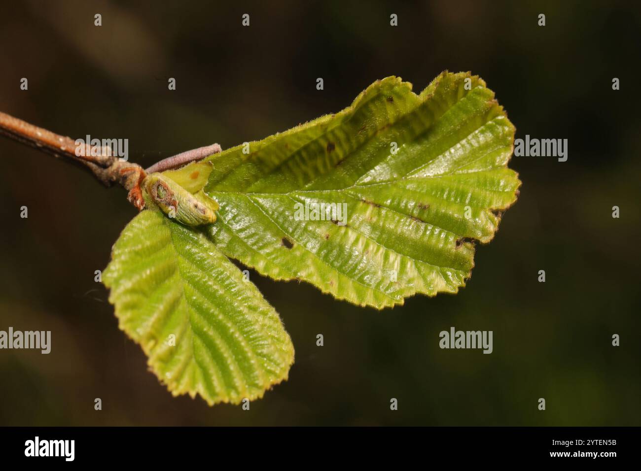 common alder (Alnus glutinosa Stock Photo - Alamy