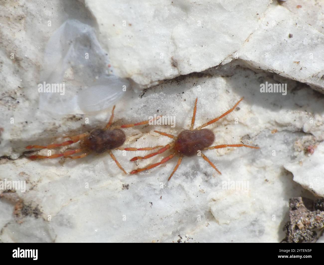 Trombidiform hi-res stock photography and images - Alamy
