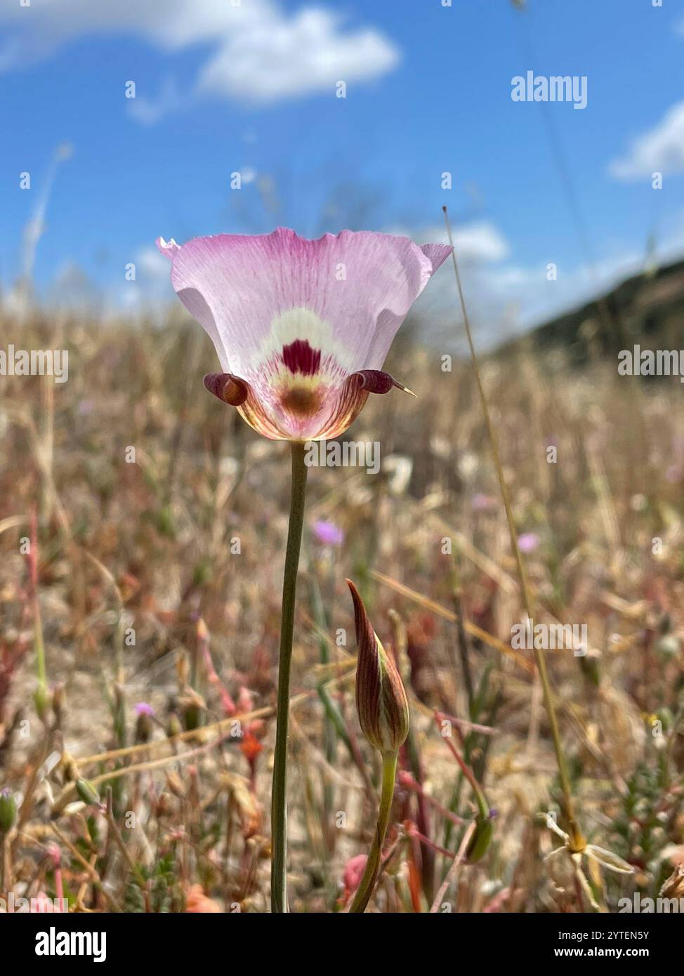 clay mariposa lily (Calochortus argillosus Stock Photo - Alamy