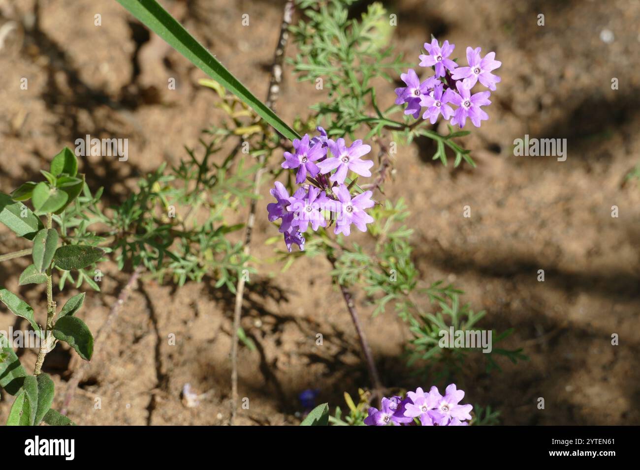 South American mock vervain (Glandularia aristigera Stock Photo - Alamy