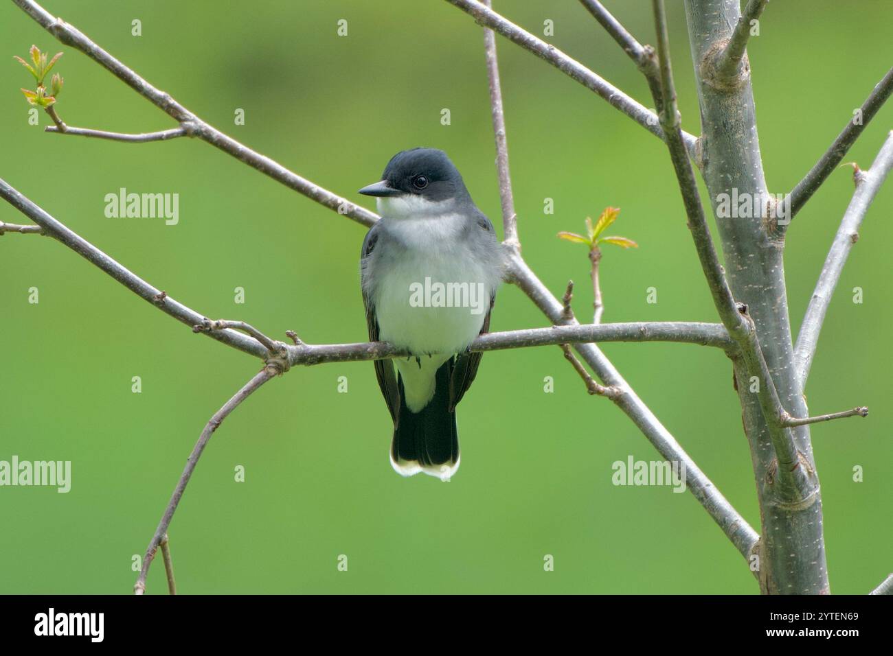 Eastern Kingbird (Tyrannus tyrannus Stock Photo - Alamy