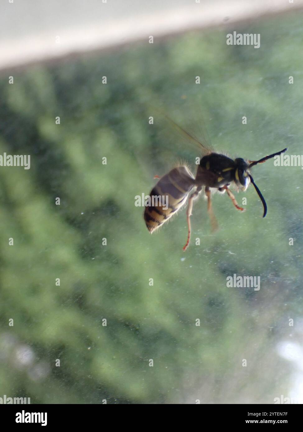 Alaska Yellowjacket (Vespula alascensis Stock Photo - Alamy