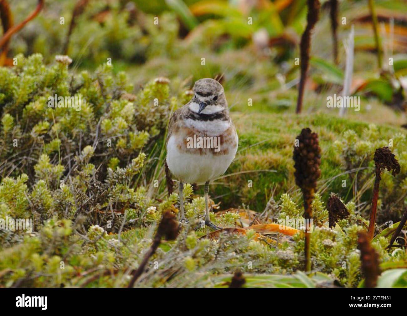 Double-banded Plover (Anarhynchus bicinctus Stock Photo - Alamy