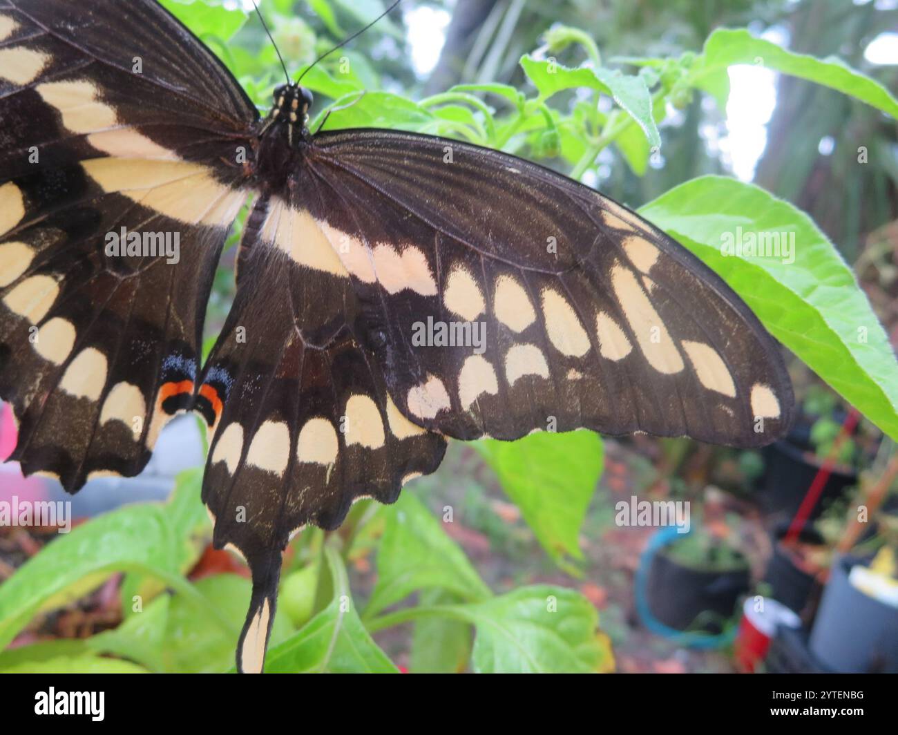 Eastern Giant Swallowtail (Heraclides cresphontes Stock Photo - Alamy