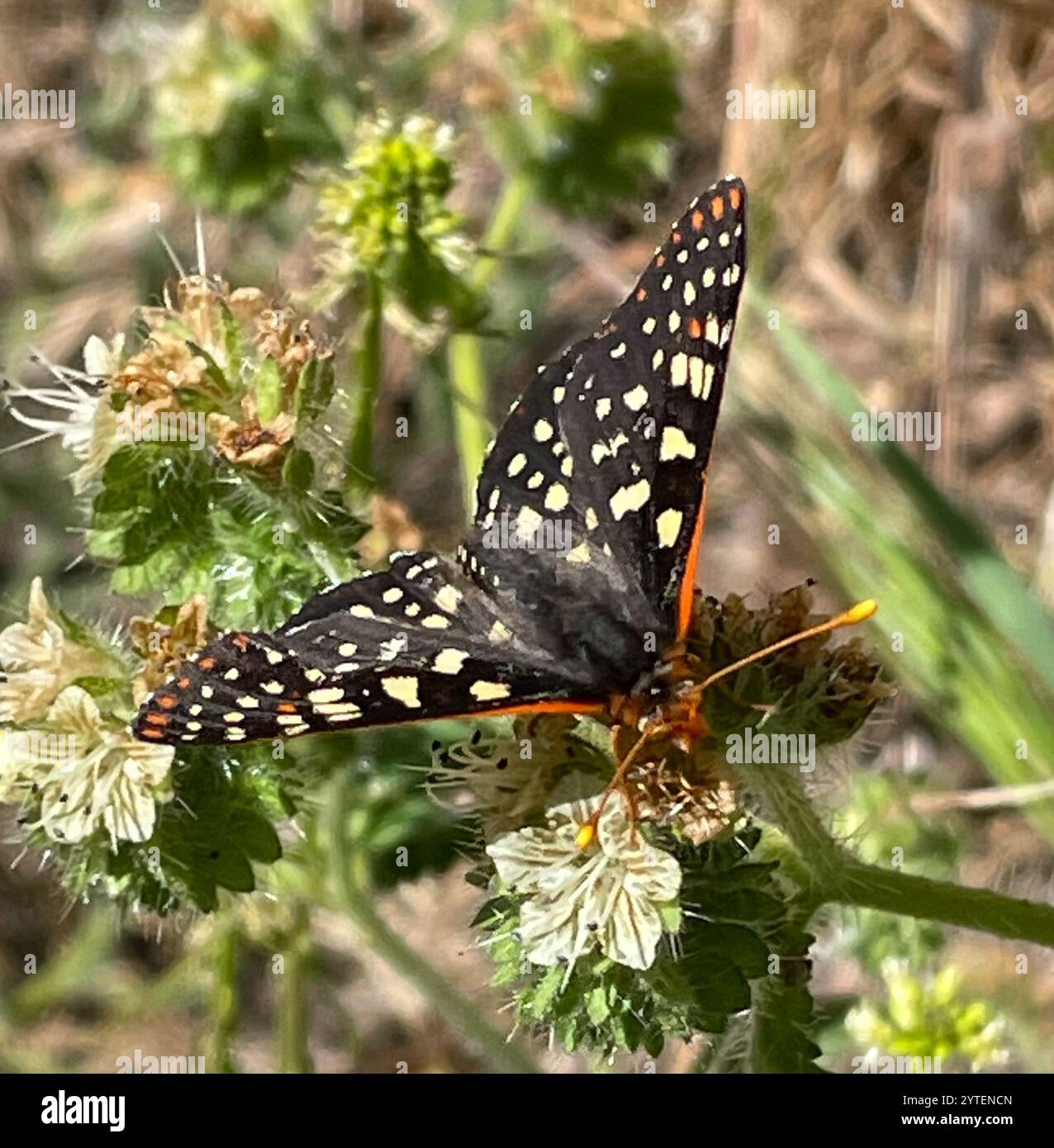 Variable Checkerspot (Euphydryas chalcedona Stock Photo - Alamy