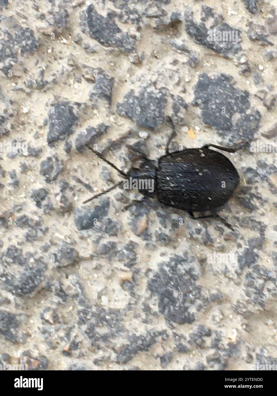black-punctured leaf beetle (Galeruca tanaceti Stock Photo - Alamy