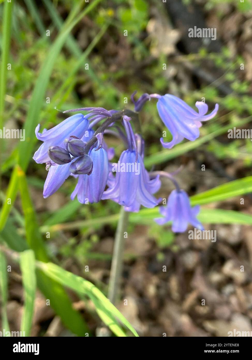 Spanish Bluebell (Hyacinthoides hispanica Stock Photo - Alamy