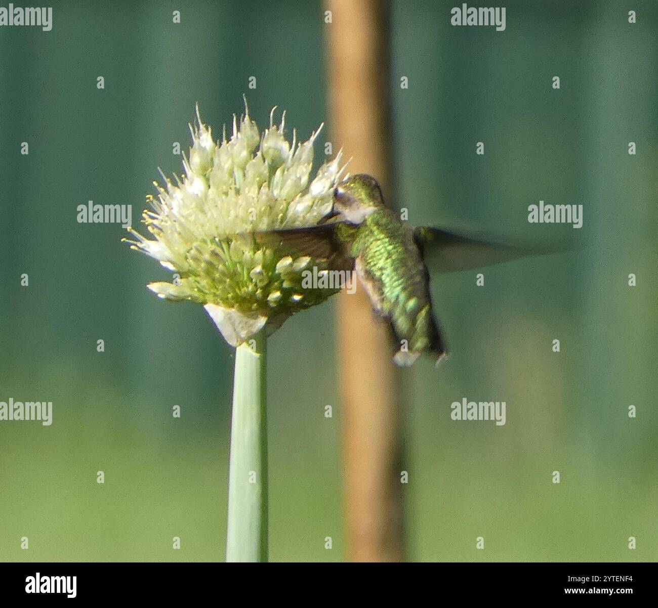 Ruby-throated Hummingbird (Archilochus colubris Stock Photo - Alamy