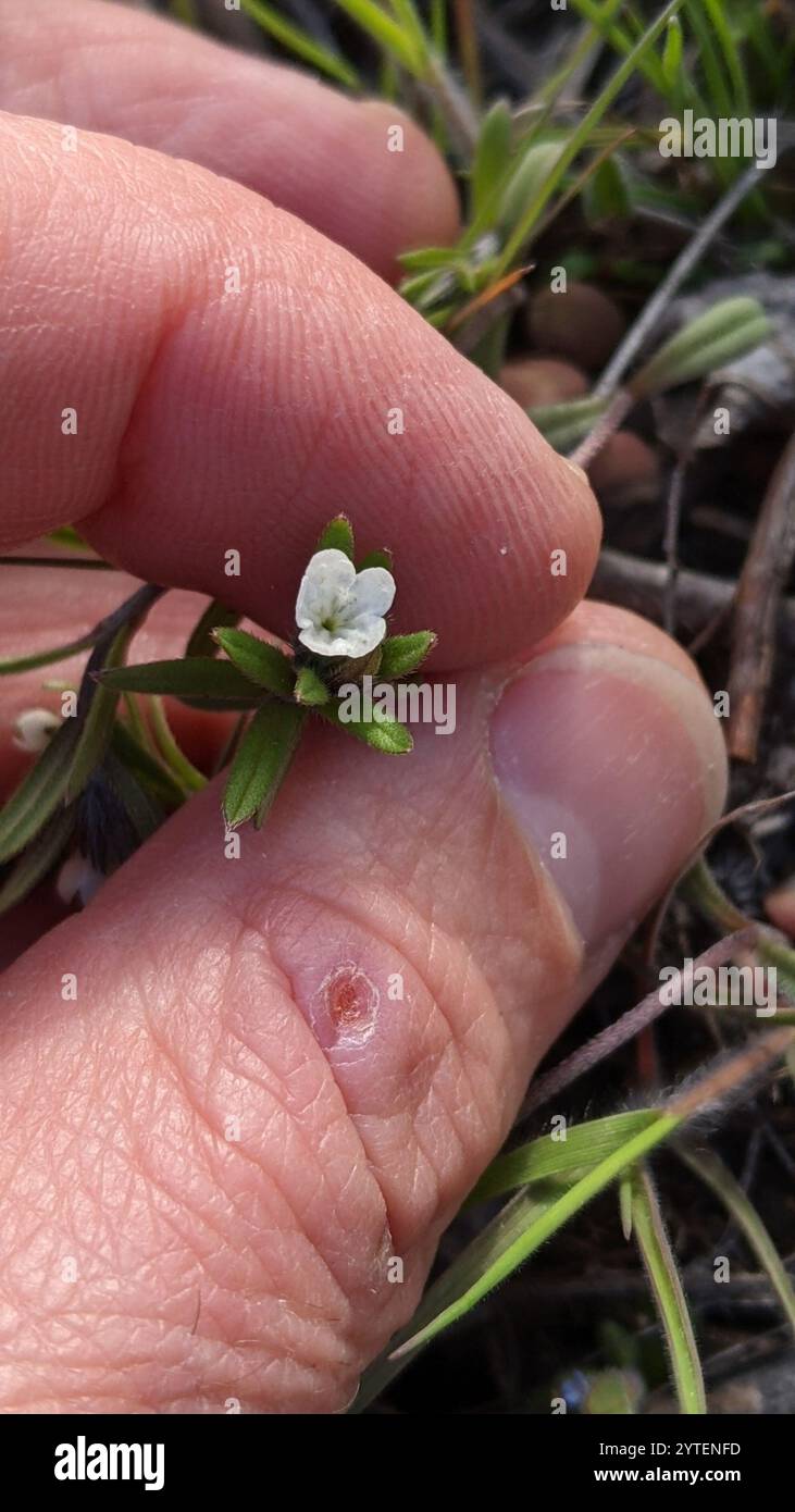 corn gromwell (Buglossoides arvensis Stock Photo - Alamy