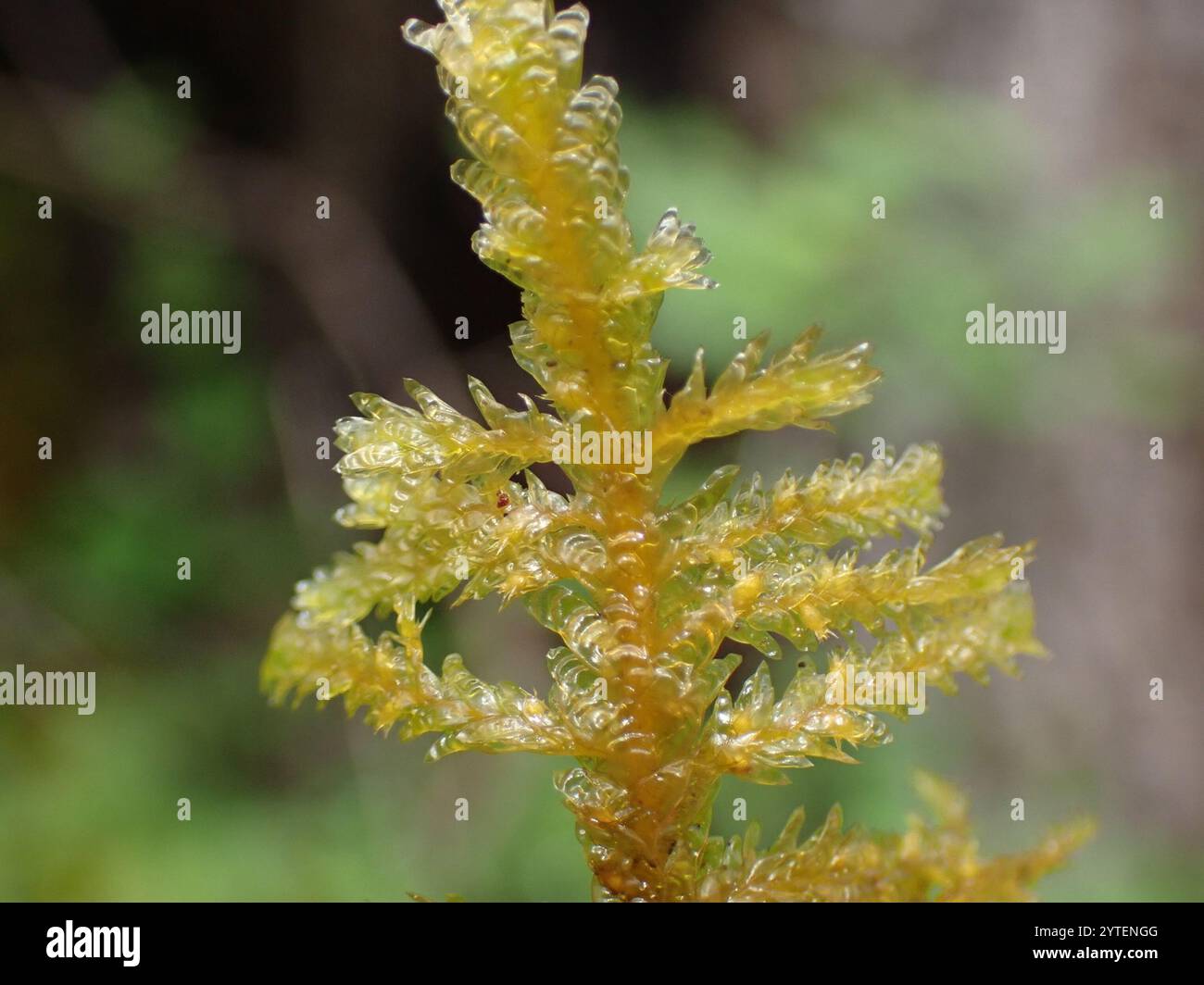 Metaneckera menziesii hi-res stock photography and images - Alamy