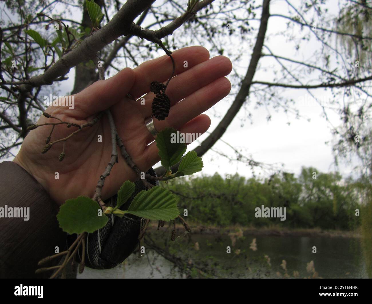 common alder (Alnus glutinosa Stock Photo - Alamy