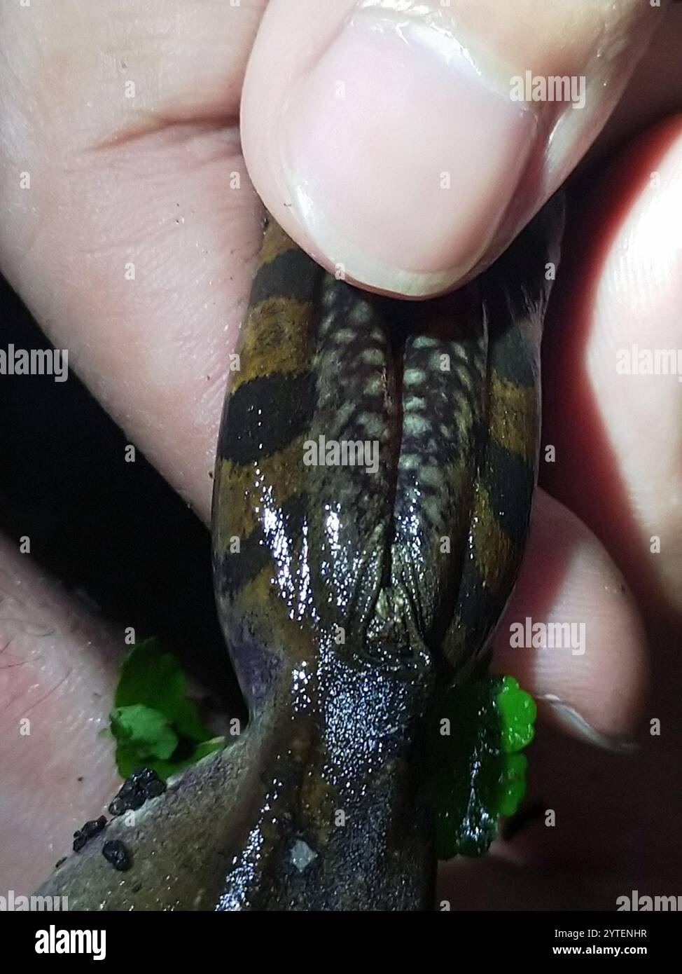 Spot-legged Tree Frog (Polypedates megacephalus Stock Photo - Alamy