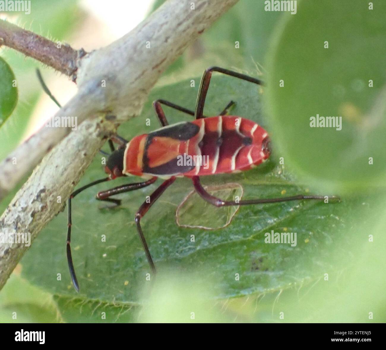 Dysdercus nigrofasciatus hi-res stock photography and images - Alamy