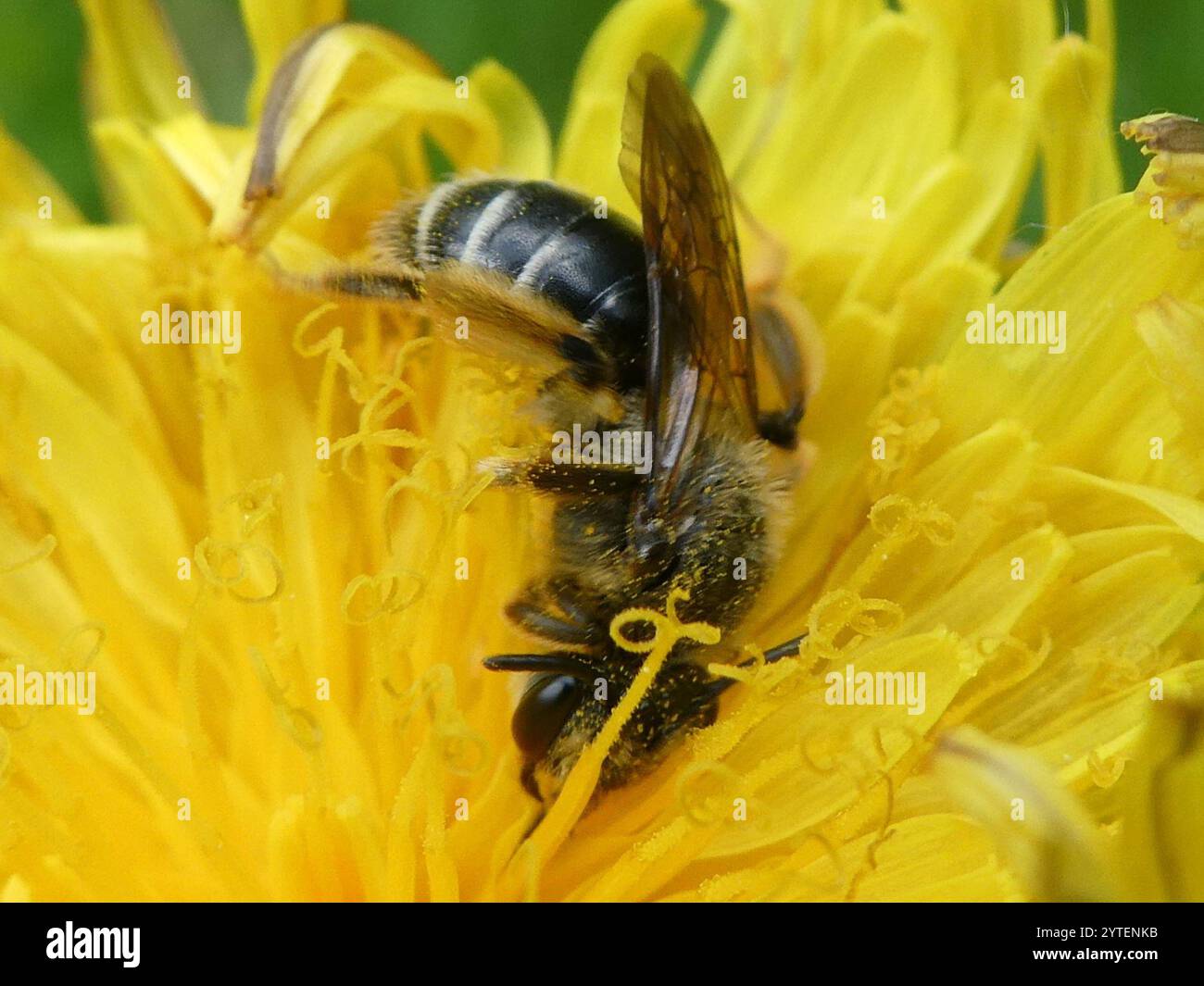 Mining Bees (Andrena Stock Photo - Alamy