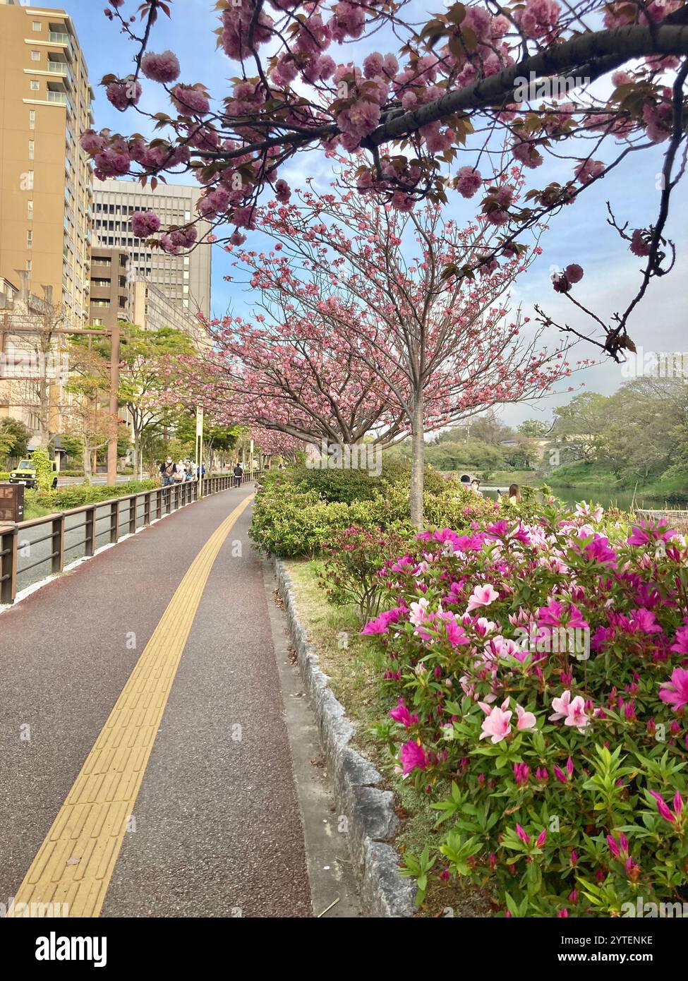 Local street in Japan with cherry blossom trees lining the walkway ...