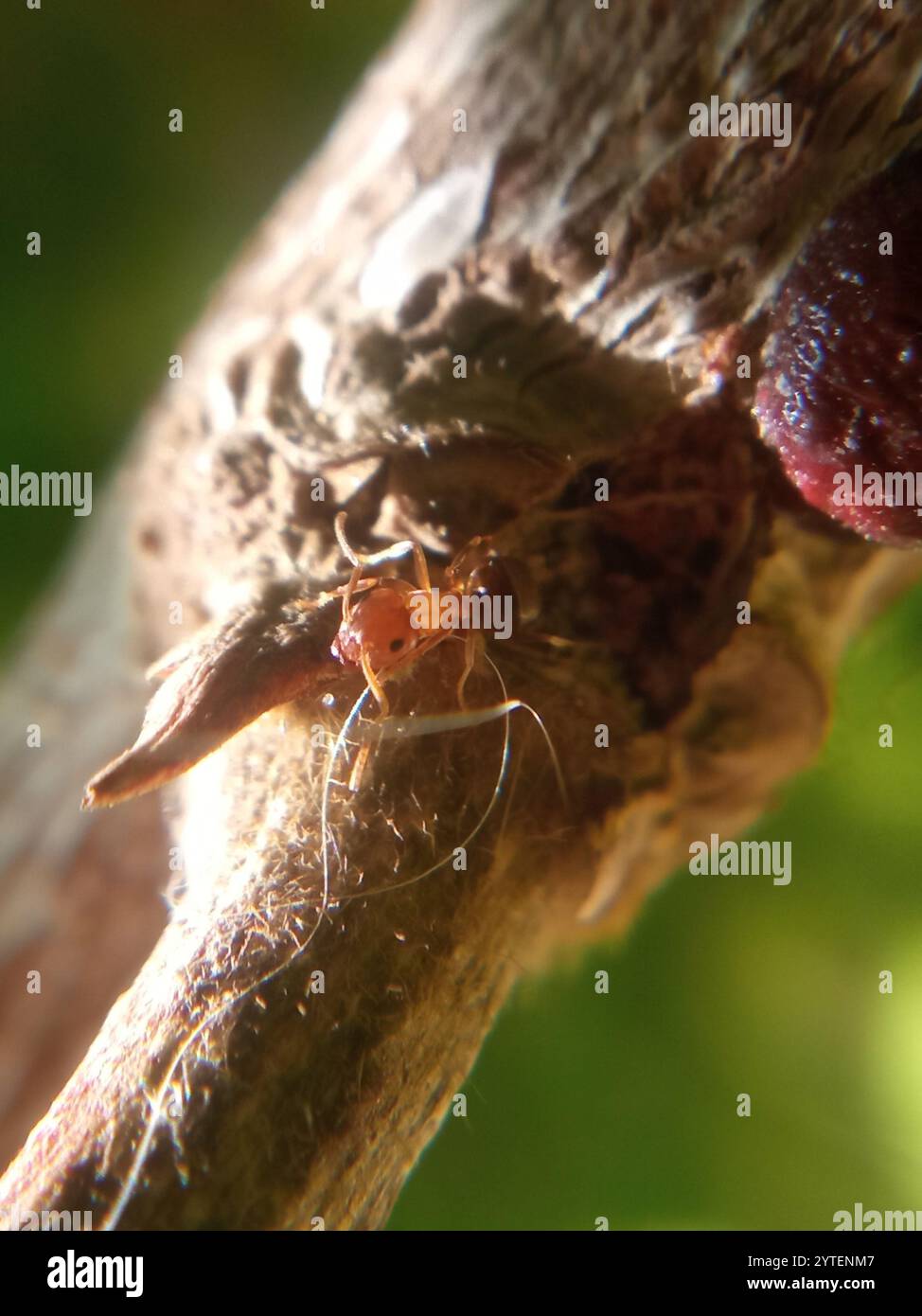 Citronella Ants, Fuzzy Ants, and Allies (Lasius Stock Photo - Alamy