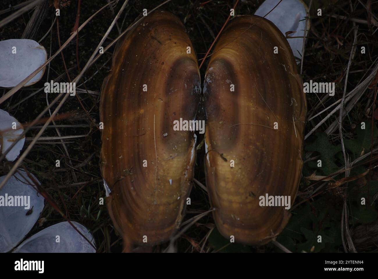 Pacific Razor Clam (Siliqua patula Stock Photo - Alamy