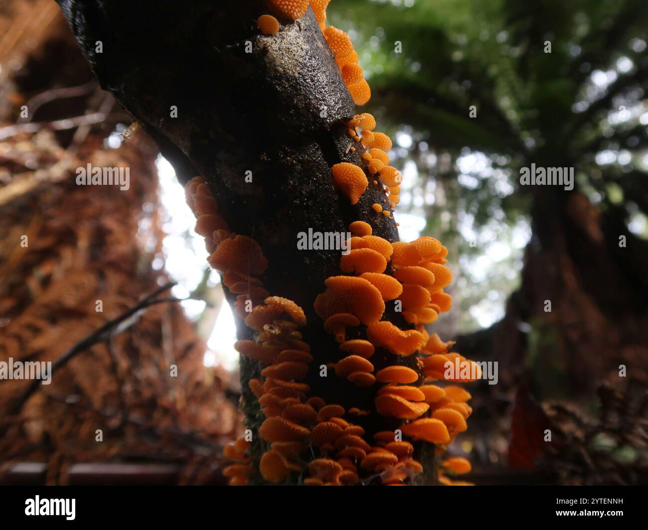 orange pore fungus (Favolaschia claudopus Stock Photo - Alamy
