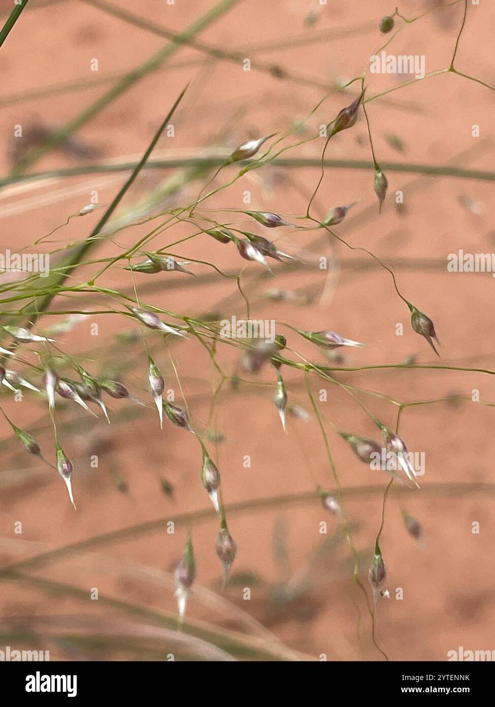 Sand Ricegrass (Eriocoma hymenoides Stock Photo - Alamy