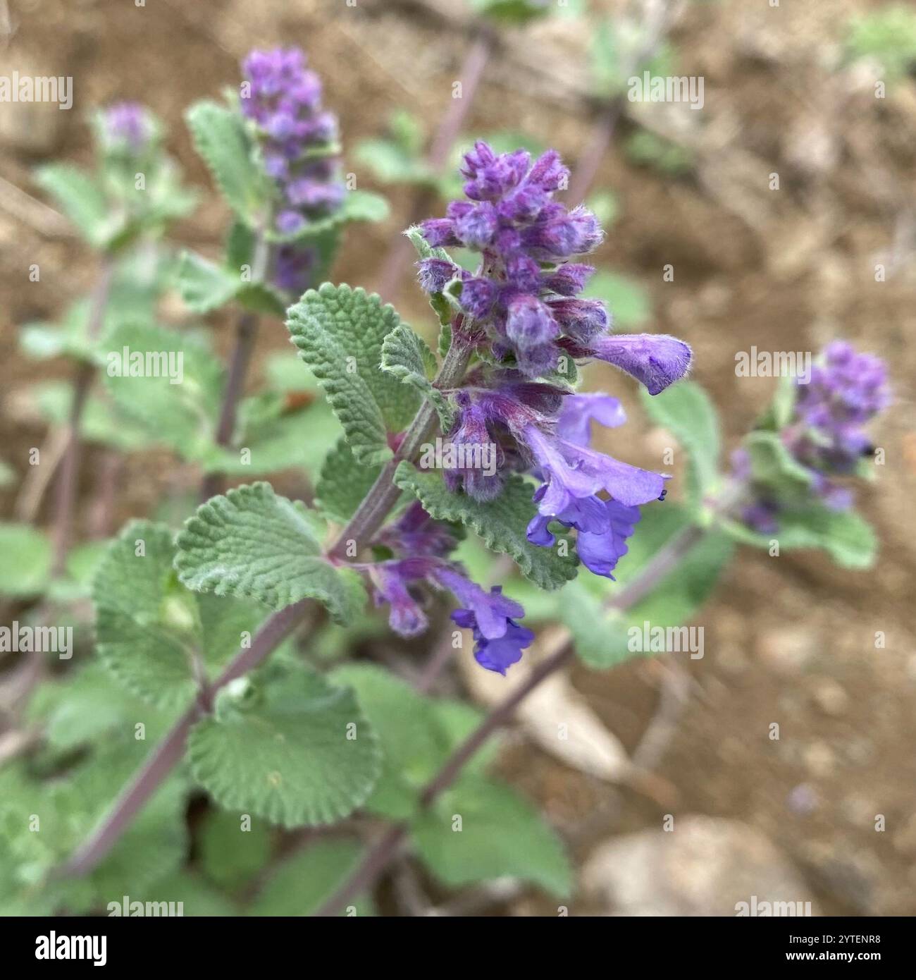 Eastern Cat-mint (Nepeta racemosa Stock Photo - Alamy