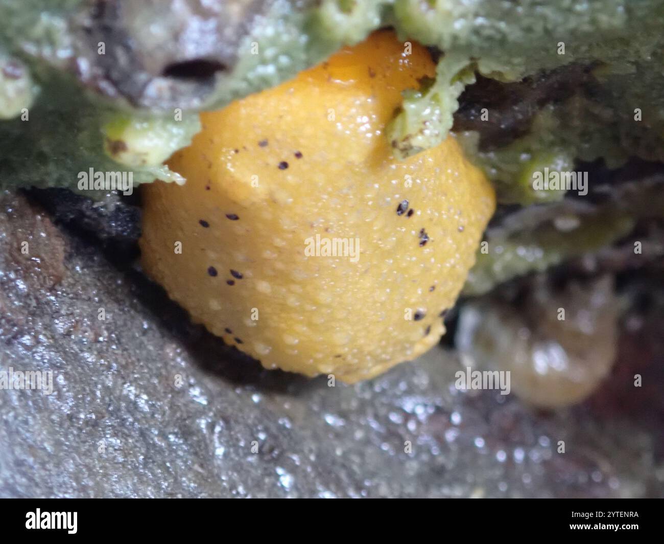 Monterey Dorid (Doris montereyensis Stock Photo - Alamy