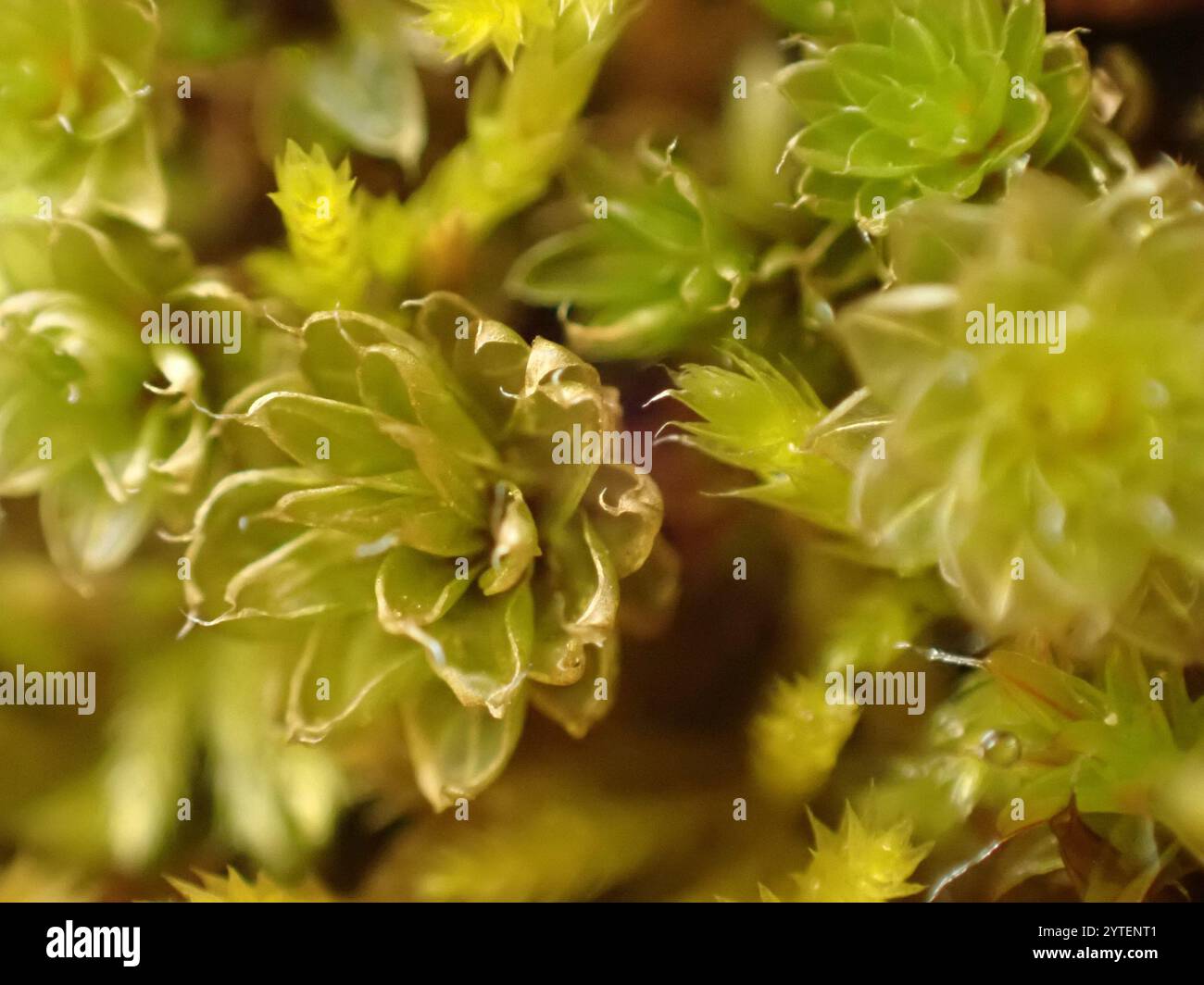 Bryaceae hi-res stock photography and images - Alamy
