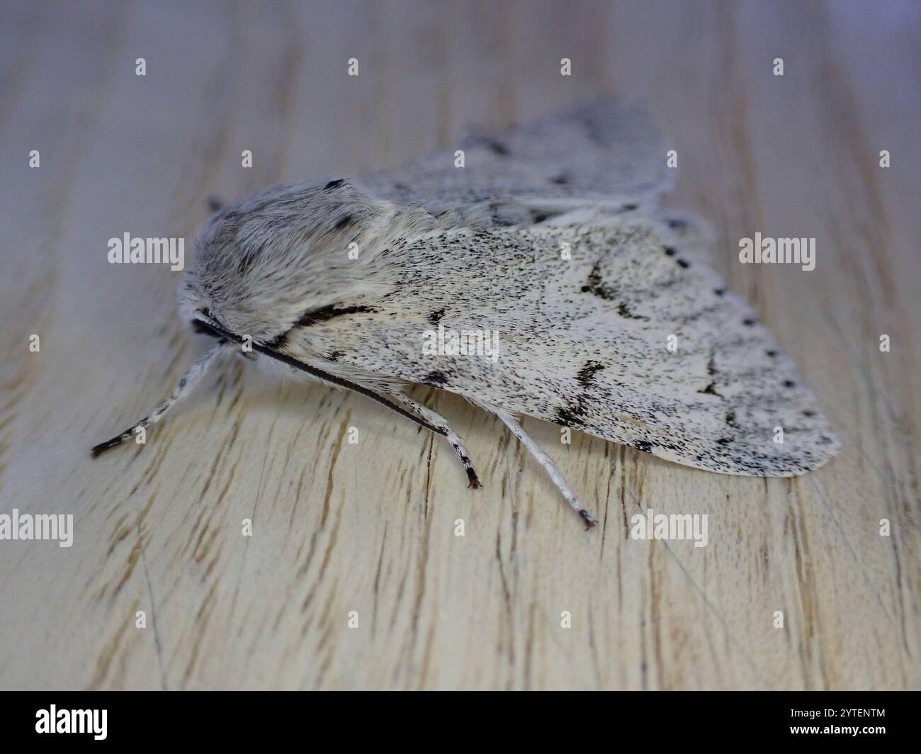 The Miller (Acronicta leporina Stock Photo - Alamy