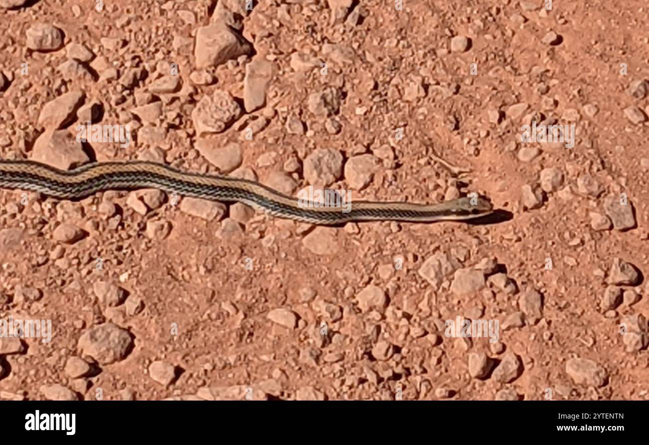 Western Patch-nosed Snake (Salvadora hexalepis Stock Photo - Alamy