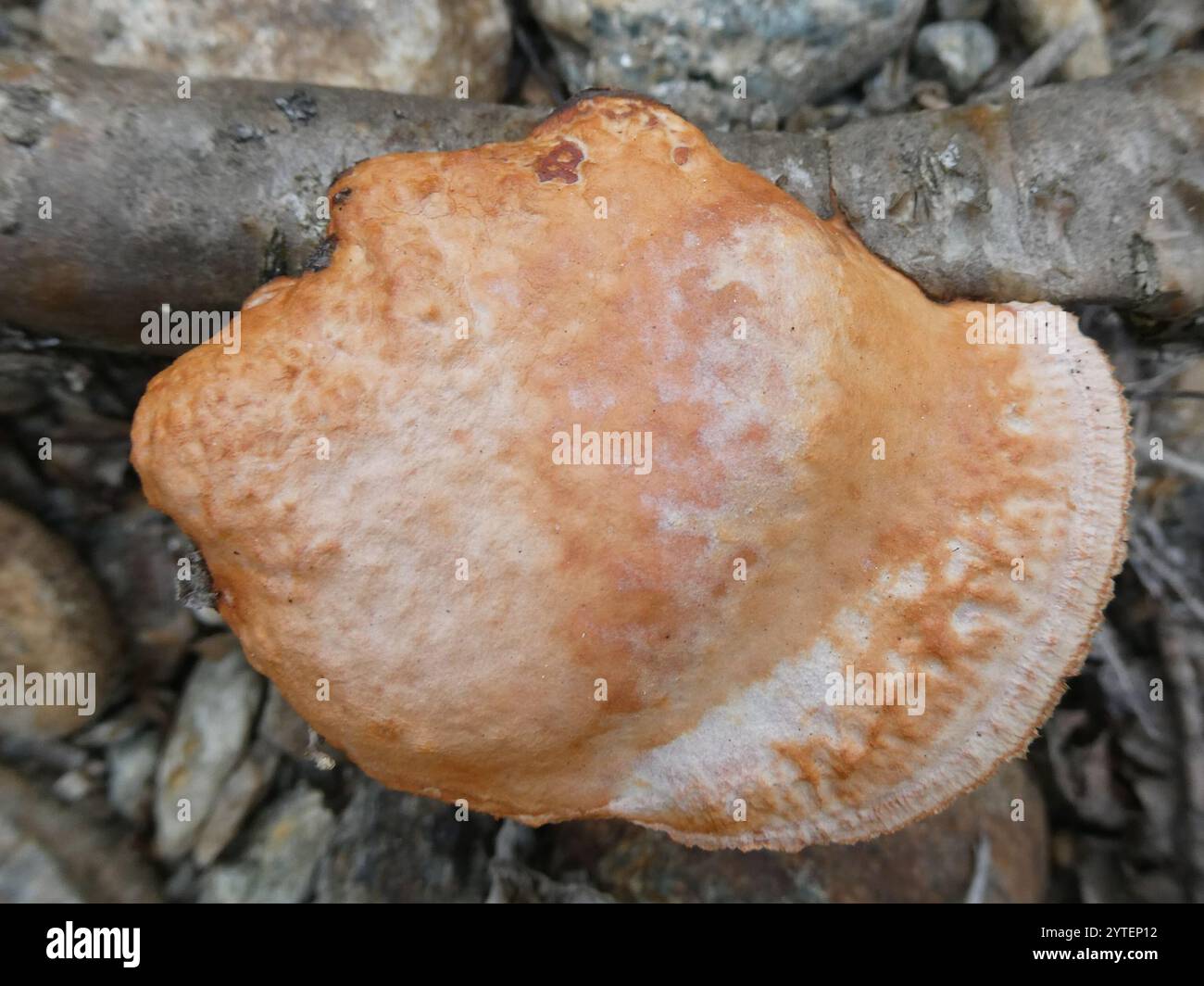 Northern Cinnabar Polypore (Trametes cinnabarina Stock Photo - Alamy
