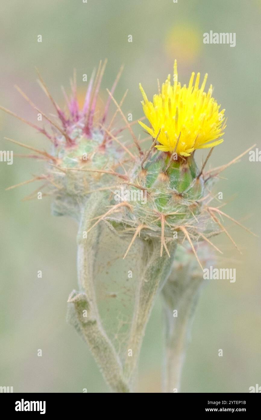 Maltese star-thistle (Centaurea melitensis Stock Photo - Alamy