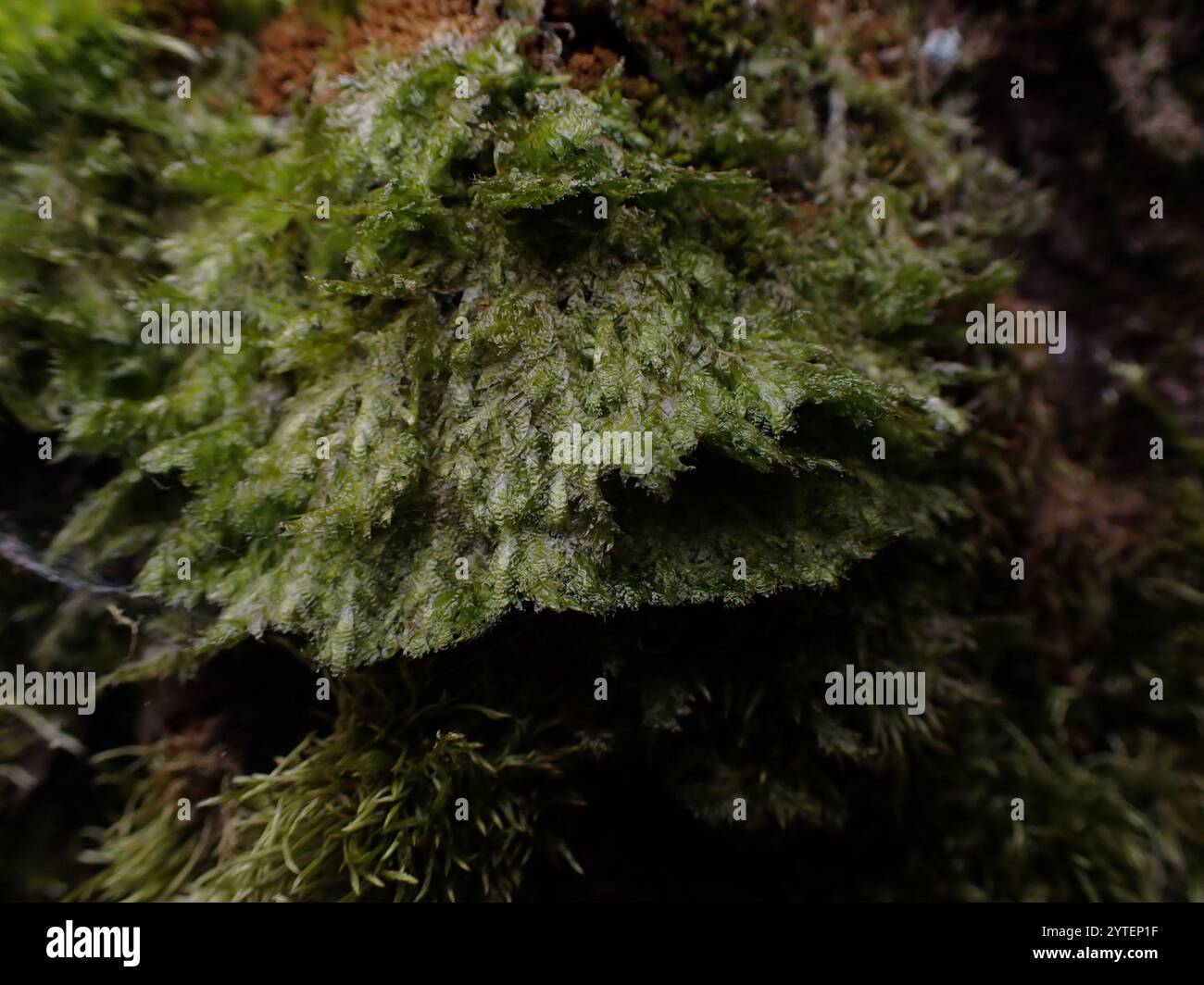 Neckera moss hi-res stock photography and images - Alamy