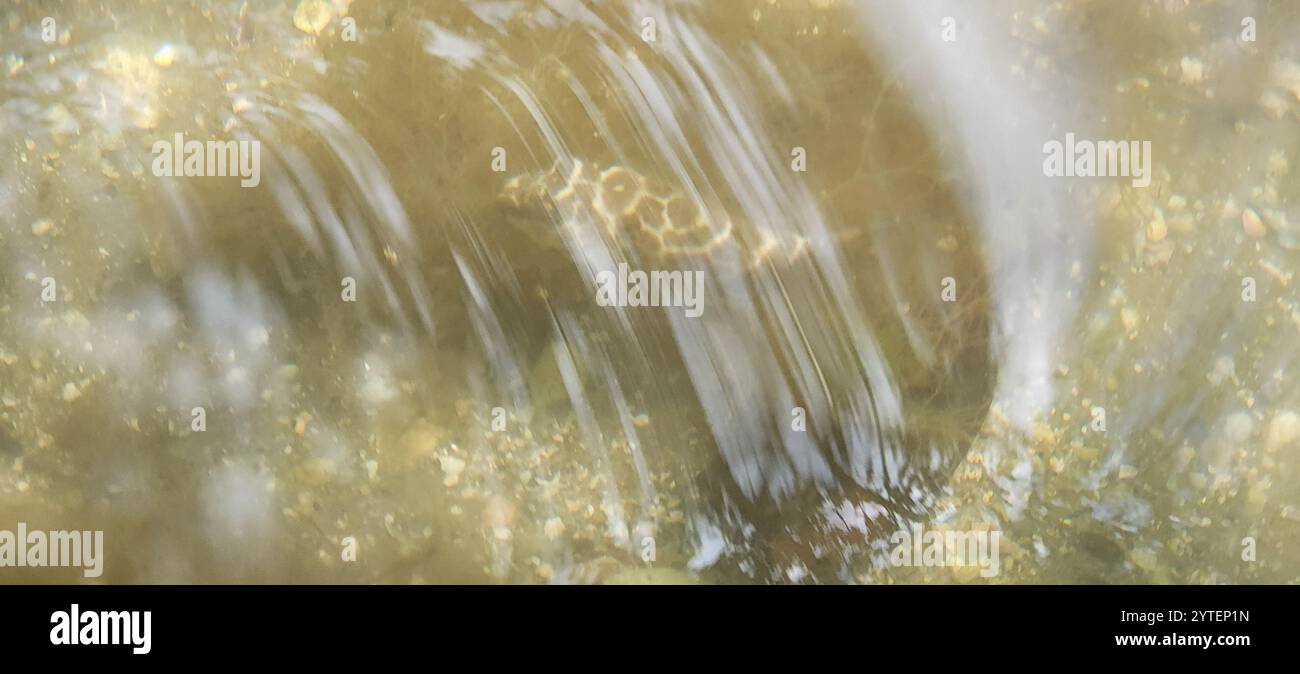 Checkered Puffer (Sphoeroides testudineus Stock Photo - Alamy