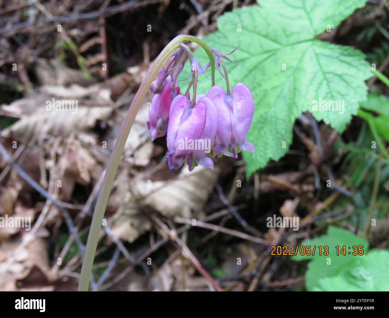 Pacific Bleeding Heart (Dicentra formosa Stock Photo - Alamy