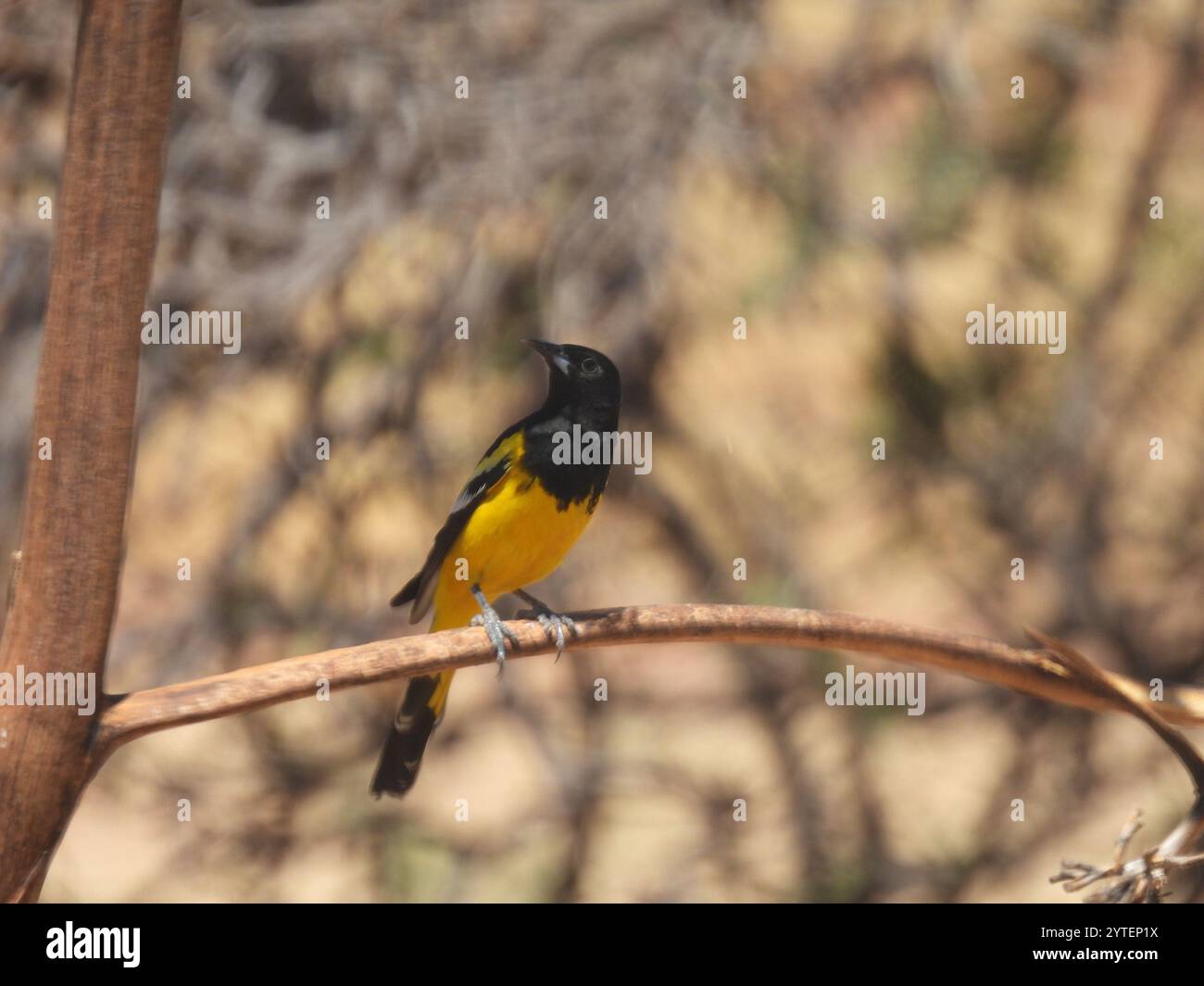 Scott's Oriole (Icterus parisorum Stock Photo - Alamy