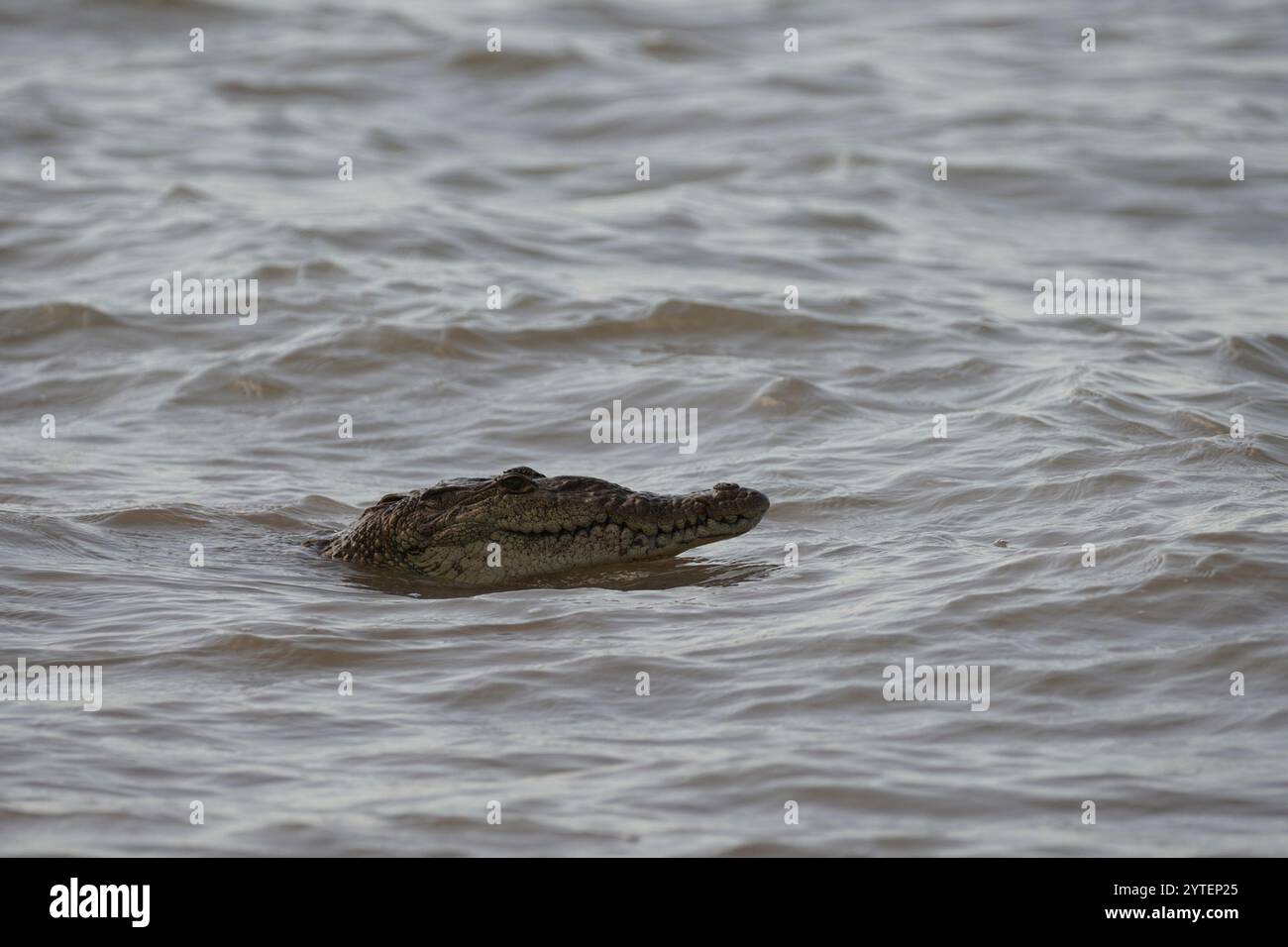 Morelet's Crocodile (Crocodylus moreletii Stock Photo - Alamy